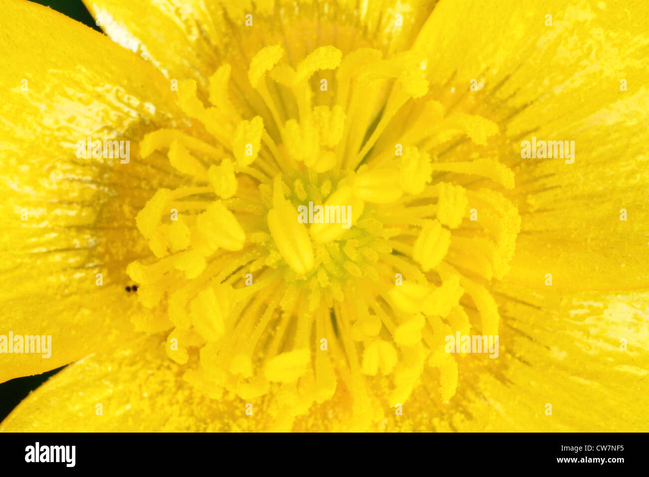 The stigma hi-res stock photography and images - Alamy