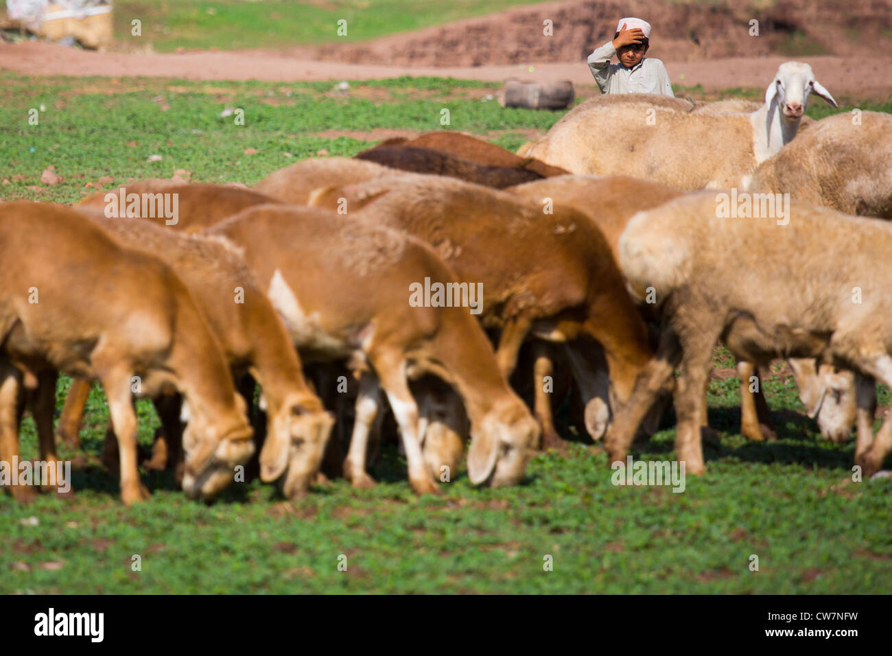 Sheep livestock pakistan hi-res stock photography and images - Alamy
