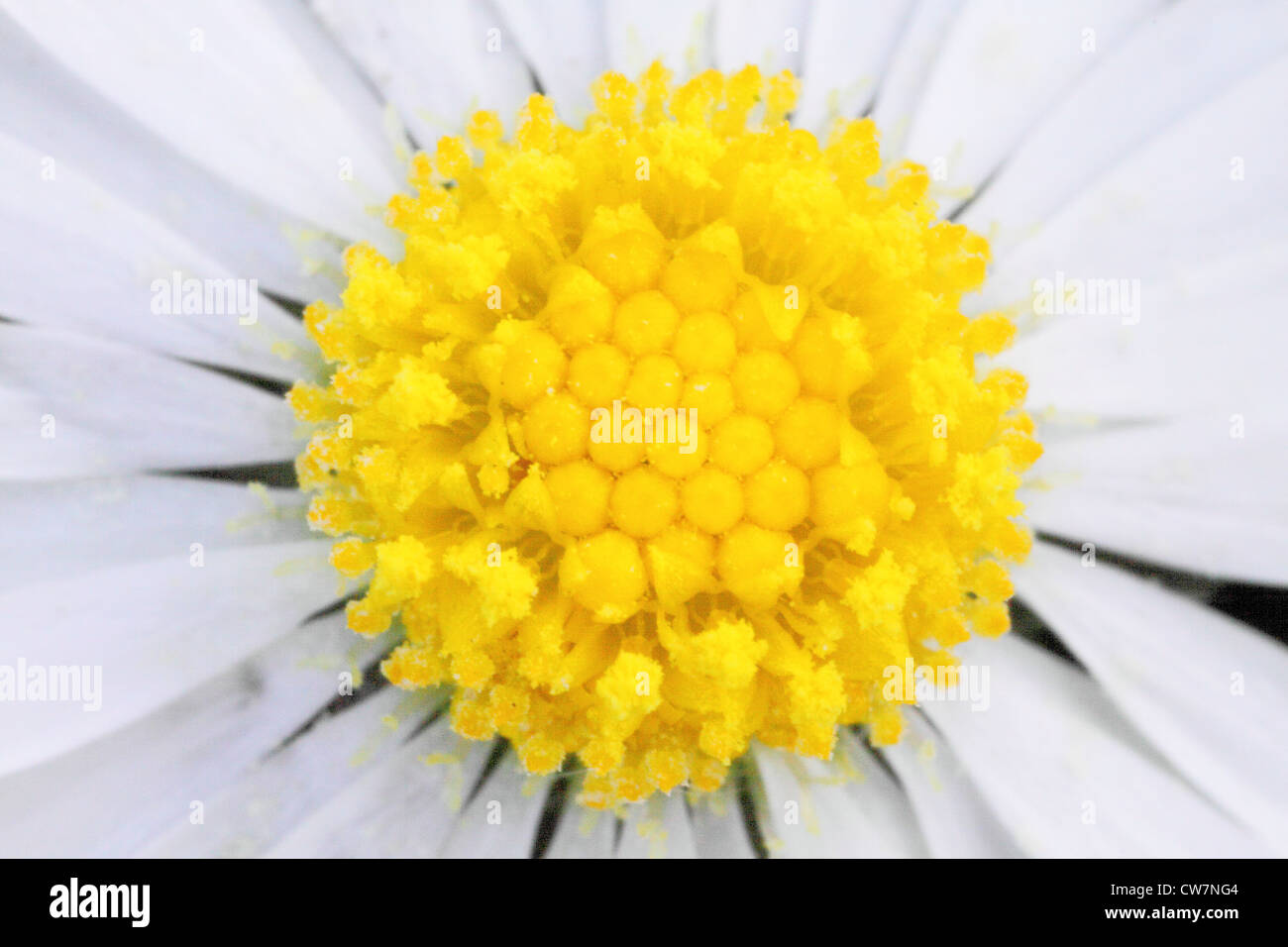 Close up of daisy stigma Stock Photo - Alamy