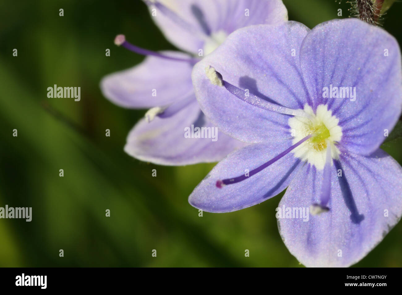 Speedwell flower taken at slight angle Stock Photo - Alamy