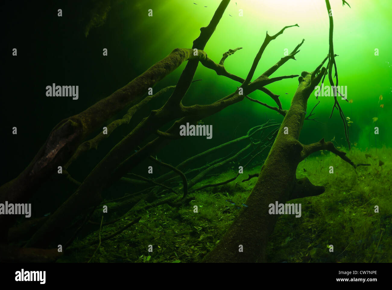 Trees underwater in a Mexican Cavern or Cenote near Tulum Stock Photo ...