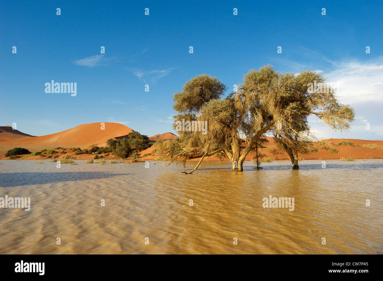Heavy rain floods the claypan at Sossusvlei, Namib-Naukluft NP, Namibia ...