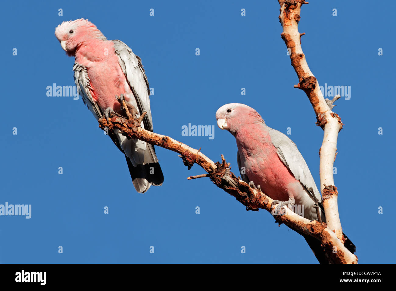 Pink parrot australian galah parrot High Resolution Stock Photography ...