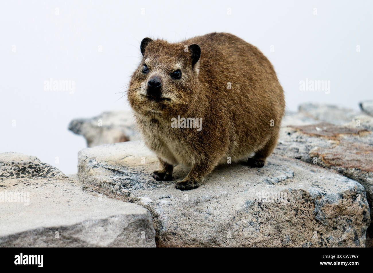 Rock rabbits hi-res stock photography and images - Alamy