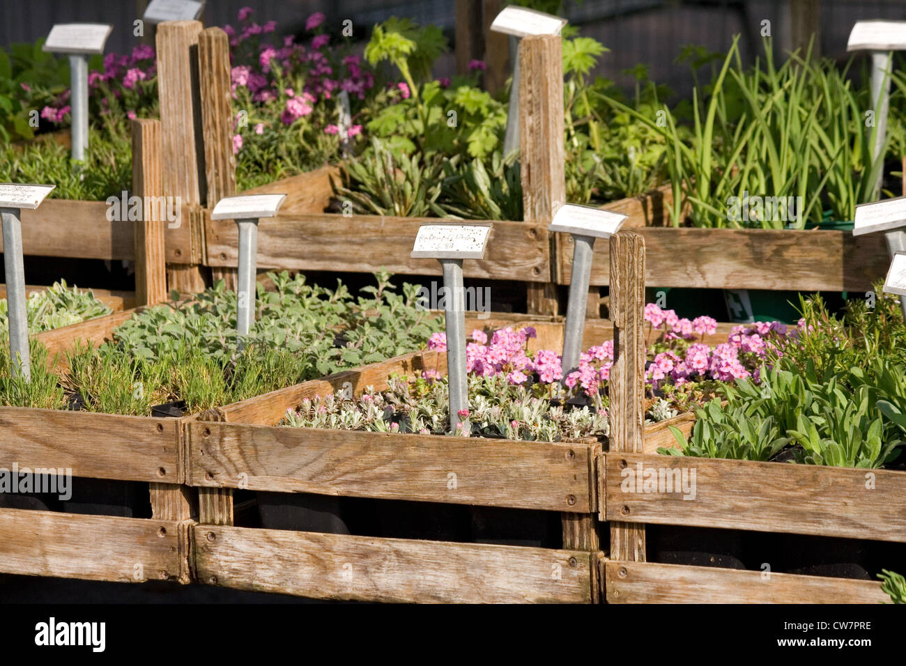 herbs and plants in wooden boxes Stock Photo - Alamy