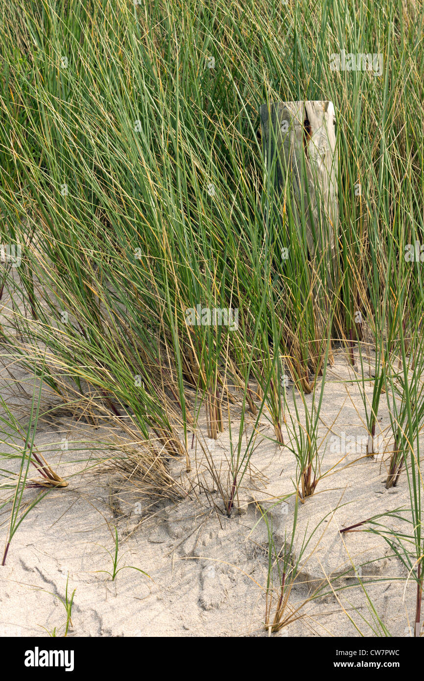 Wooden post amongst the sand dunes at Whitesands bay in Cornwall Stock ...