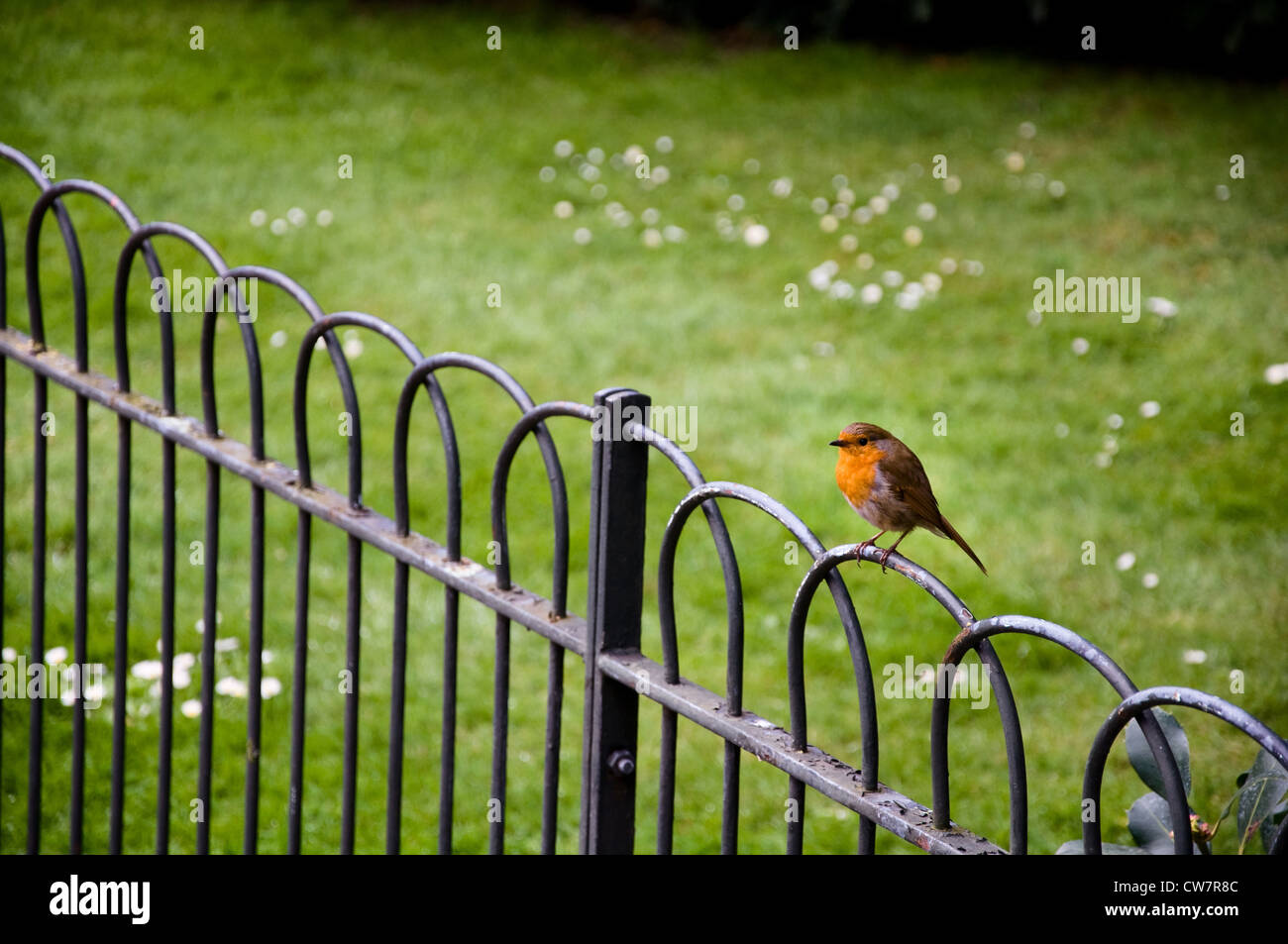 European robin bird hi-res stock photography and images - Alamy