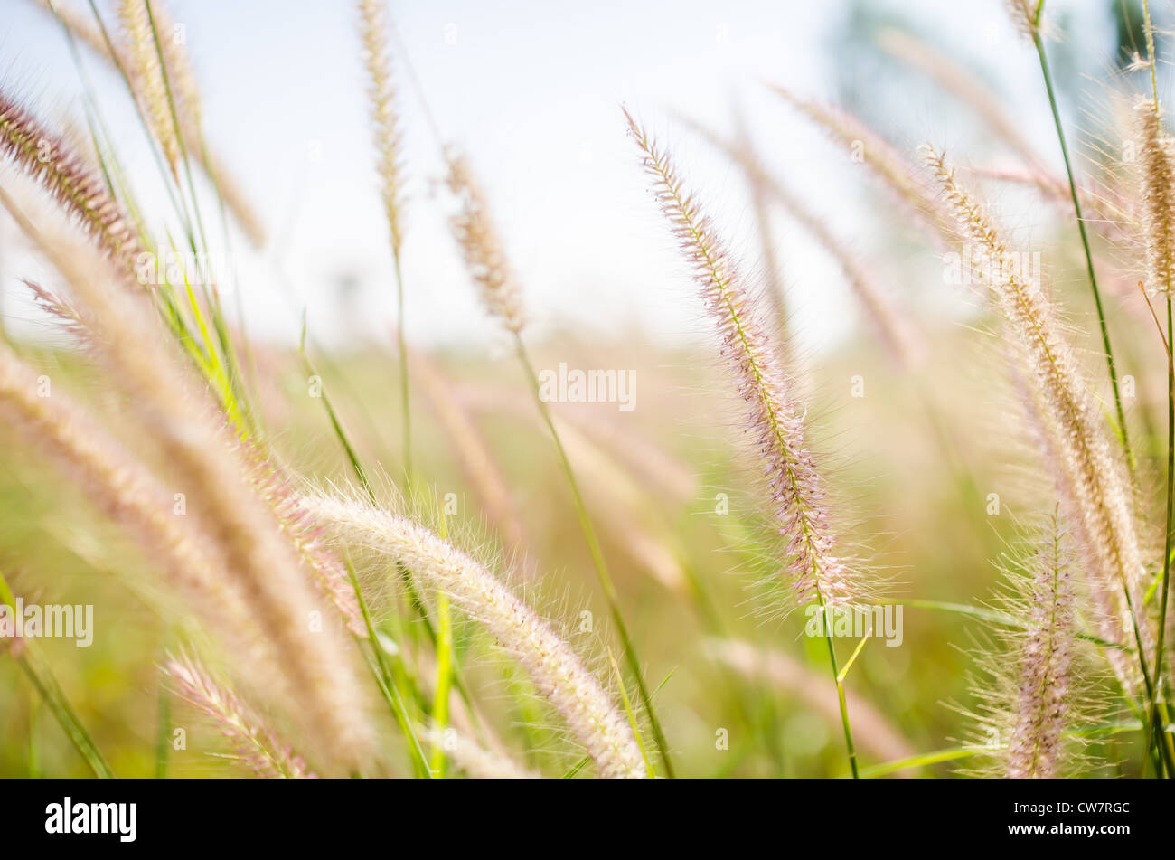 Flower foxtail weed in the green nature Stock Photo - Alamy