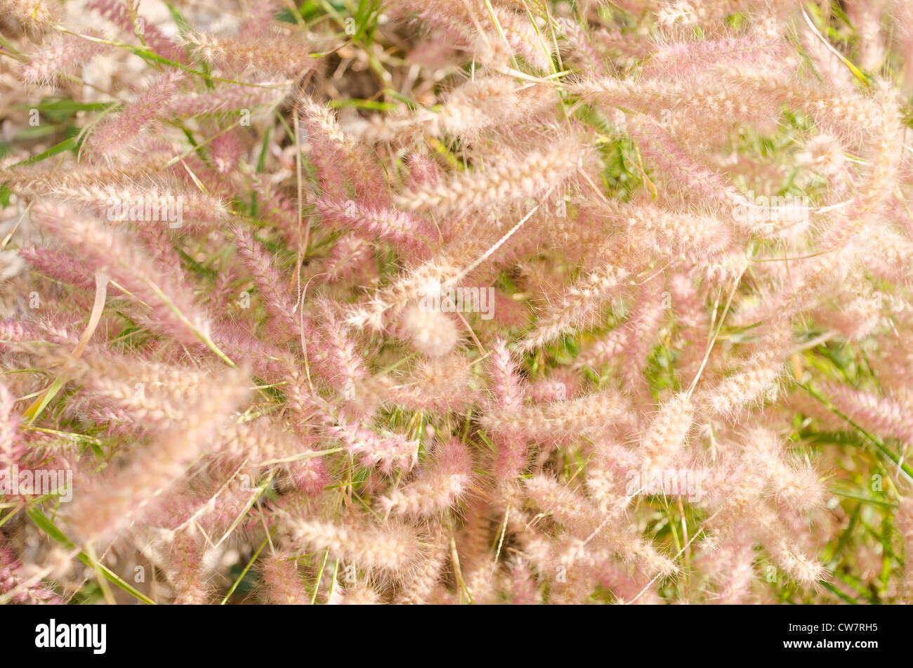 Flower foxtail weed in the green nature Stock Photo - Alamy