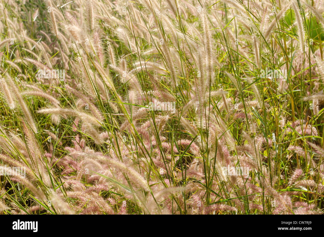 Flower foxtail weed in the green nature Stock Photo - Alamy