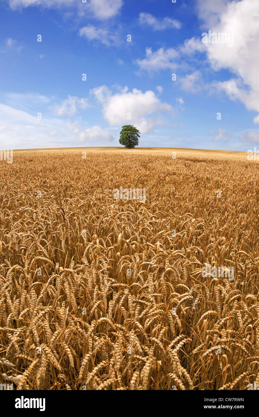 A lone oak tree stands on the horizon in the middle of a wheat field on ...