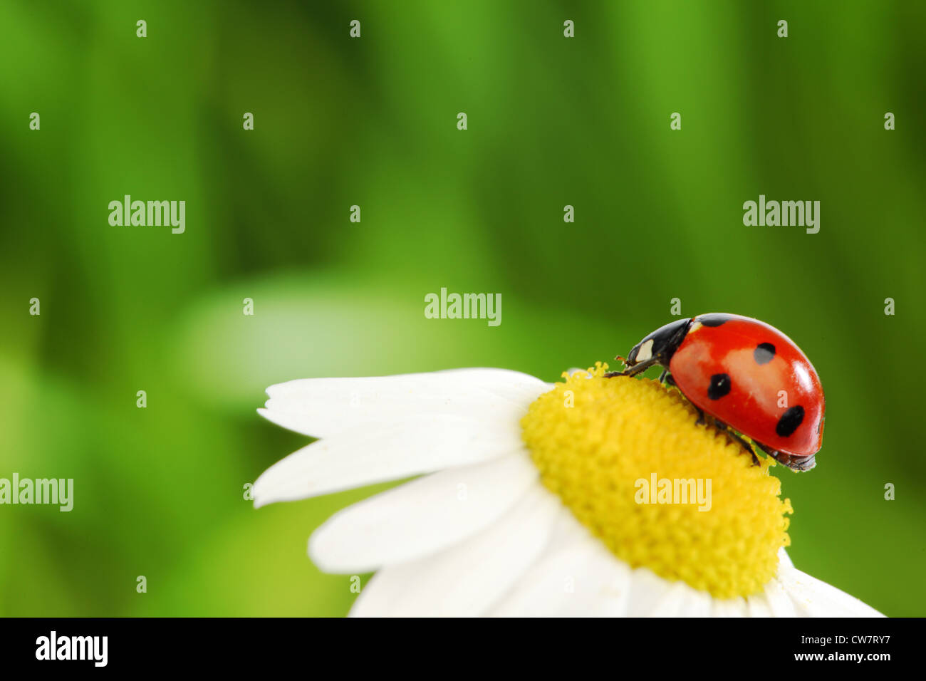 ladybug on chamomile Stock Photo - Alamy