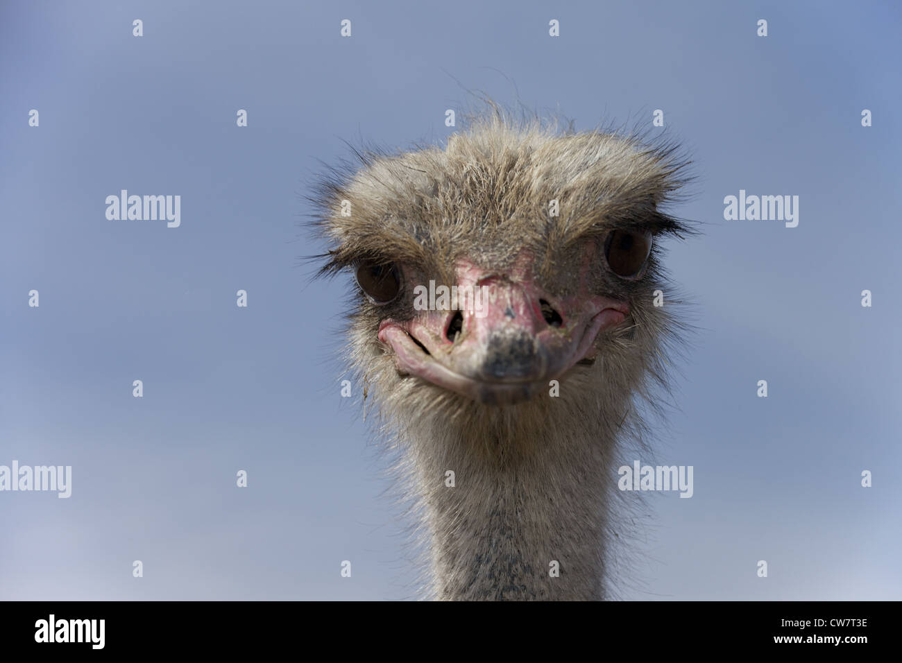 Portrait of an African ostrich Stock Photo - Alamy