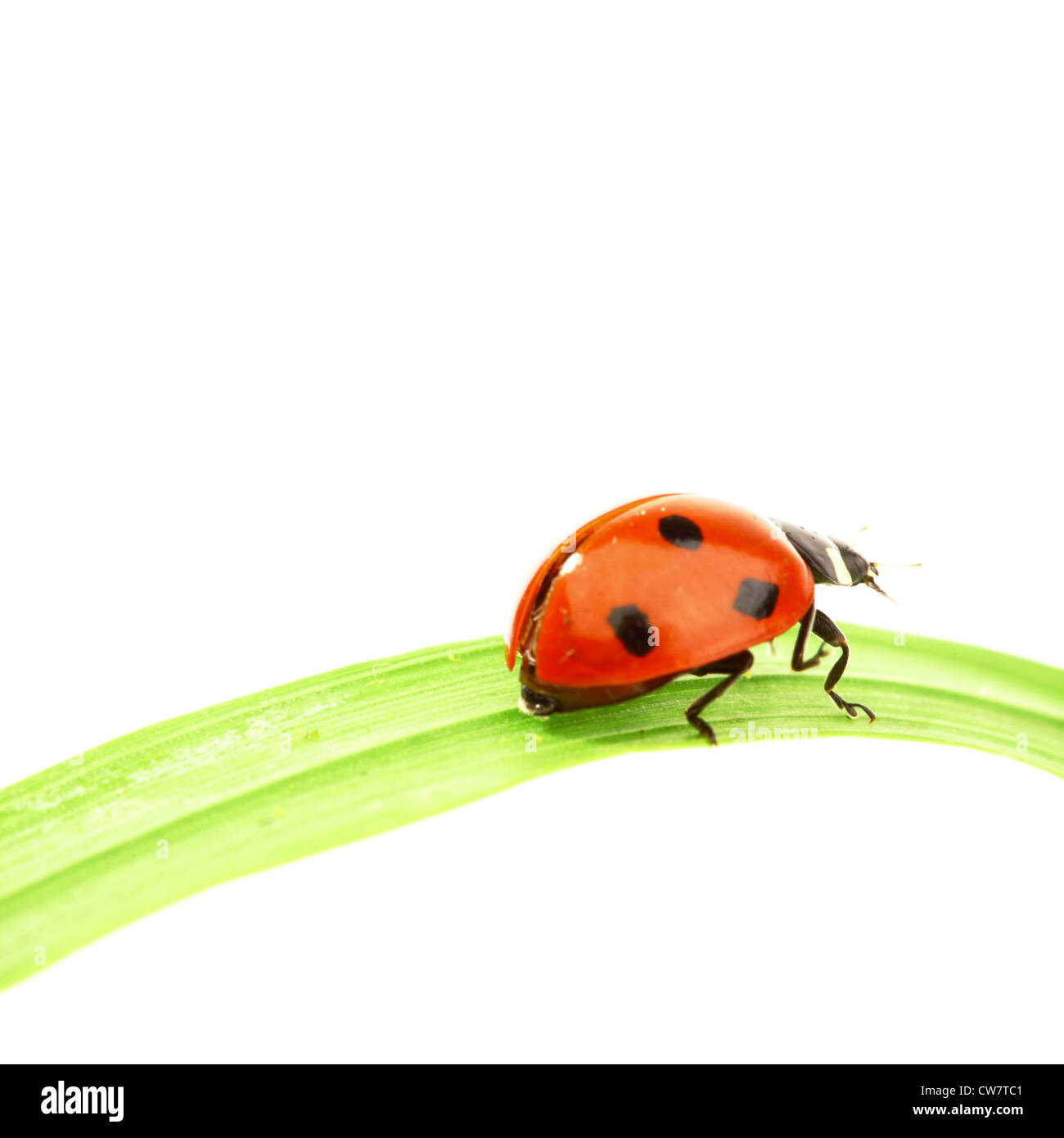 Ladybug Cut Out Stock Images & Pictures - Alamy