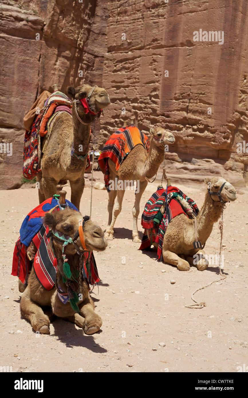 Camels at Petra, Jordan Stock Photo - Alamy