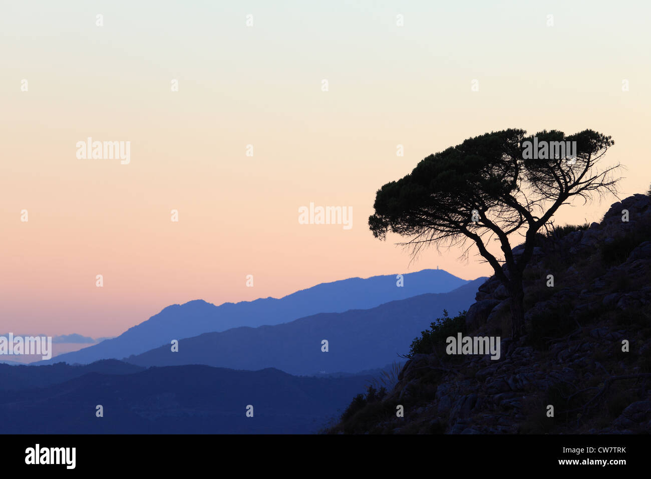 Spanish pine tree hi-res stock photography and images - Alamy