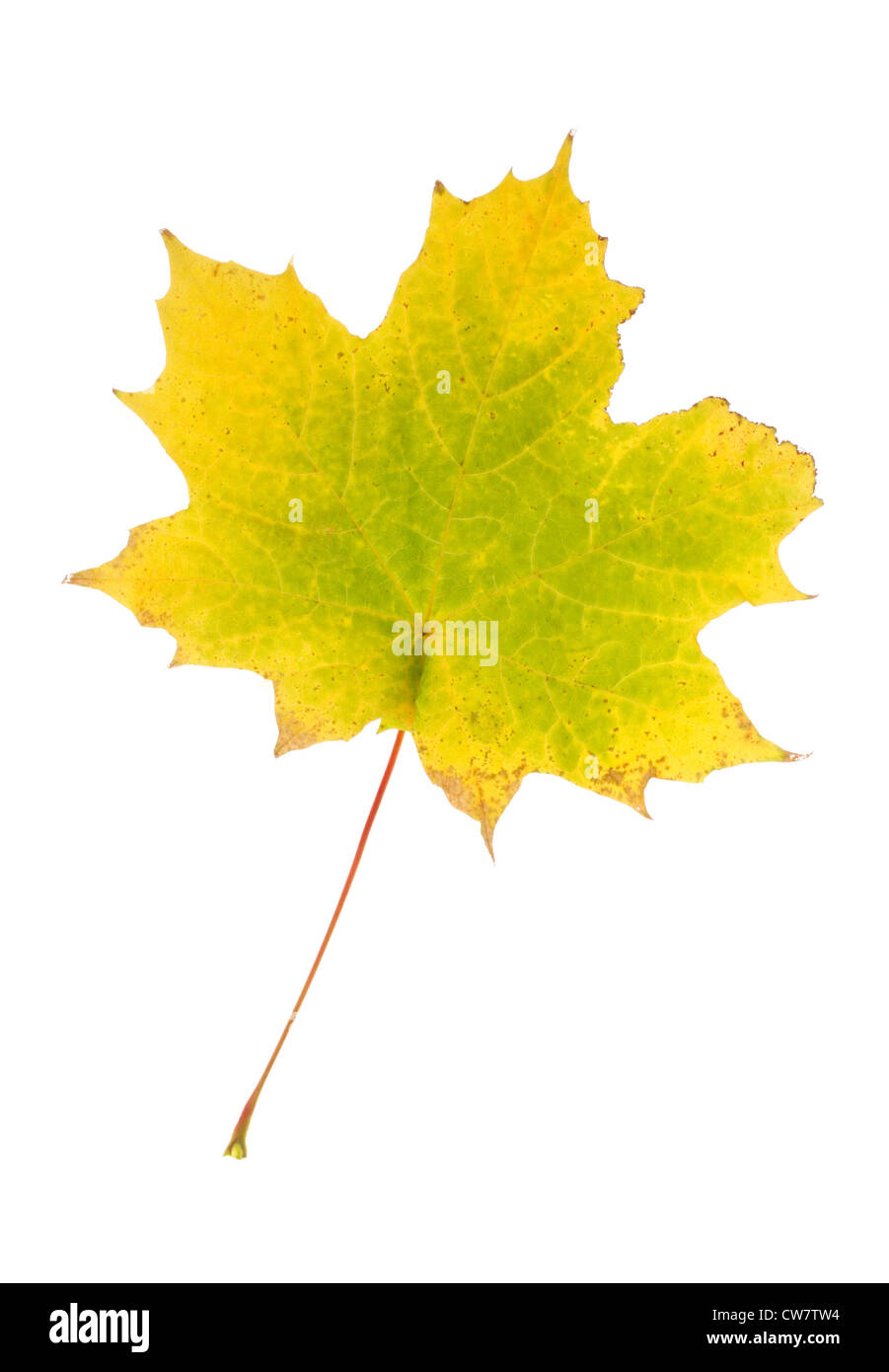 Canada maple leaf one Cut Out Stock Images & Pictures - Alamy
