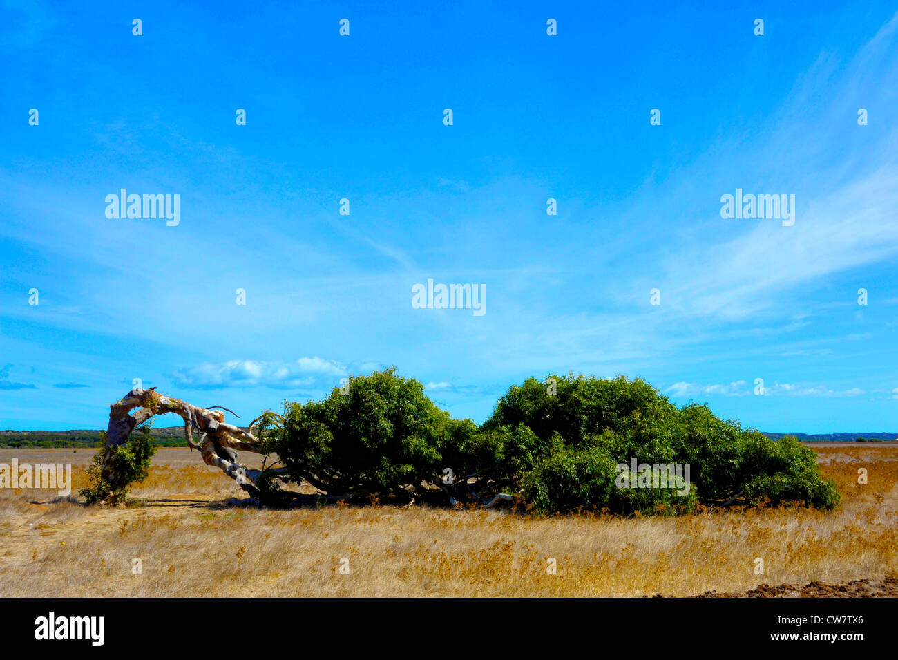 Greenough leaning tree hi-res stock photography and images - Alamy