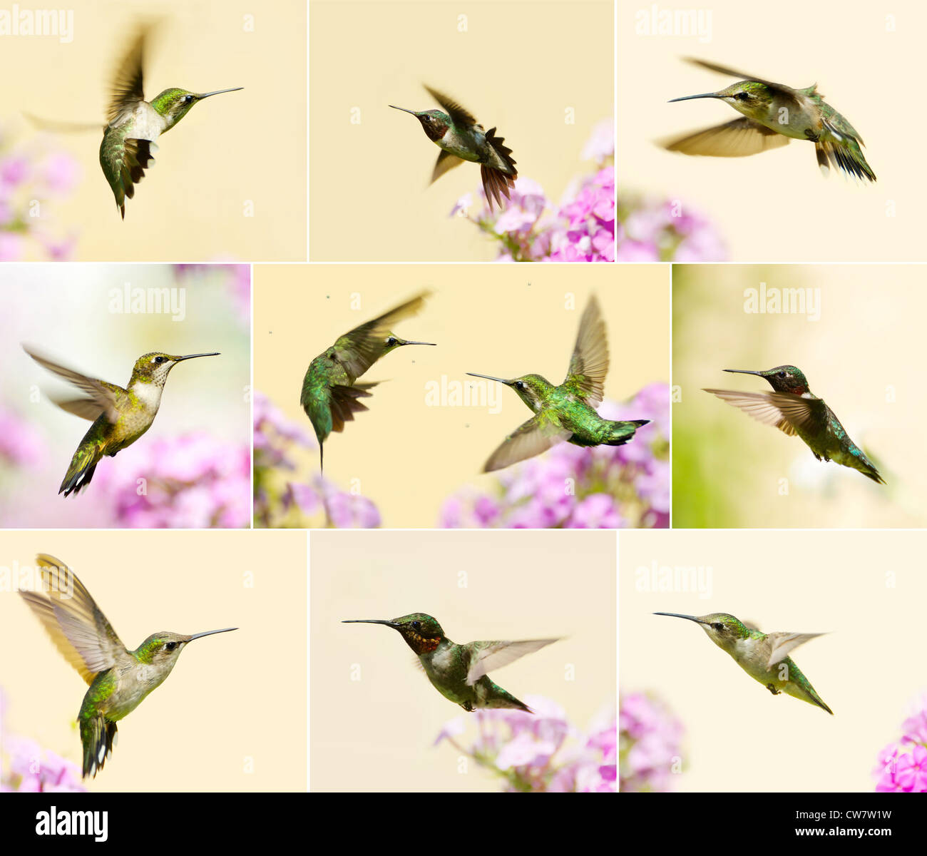 Collection of hummingbirds hi-res stock photography and images - Alamy