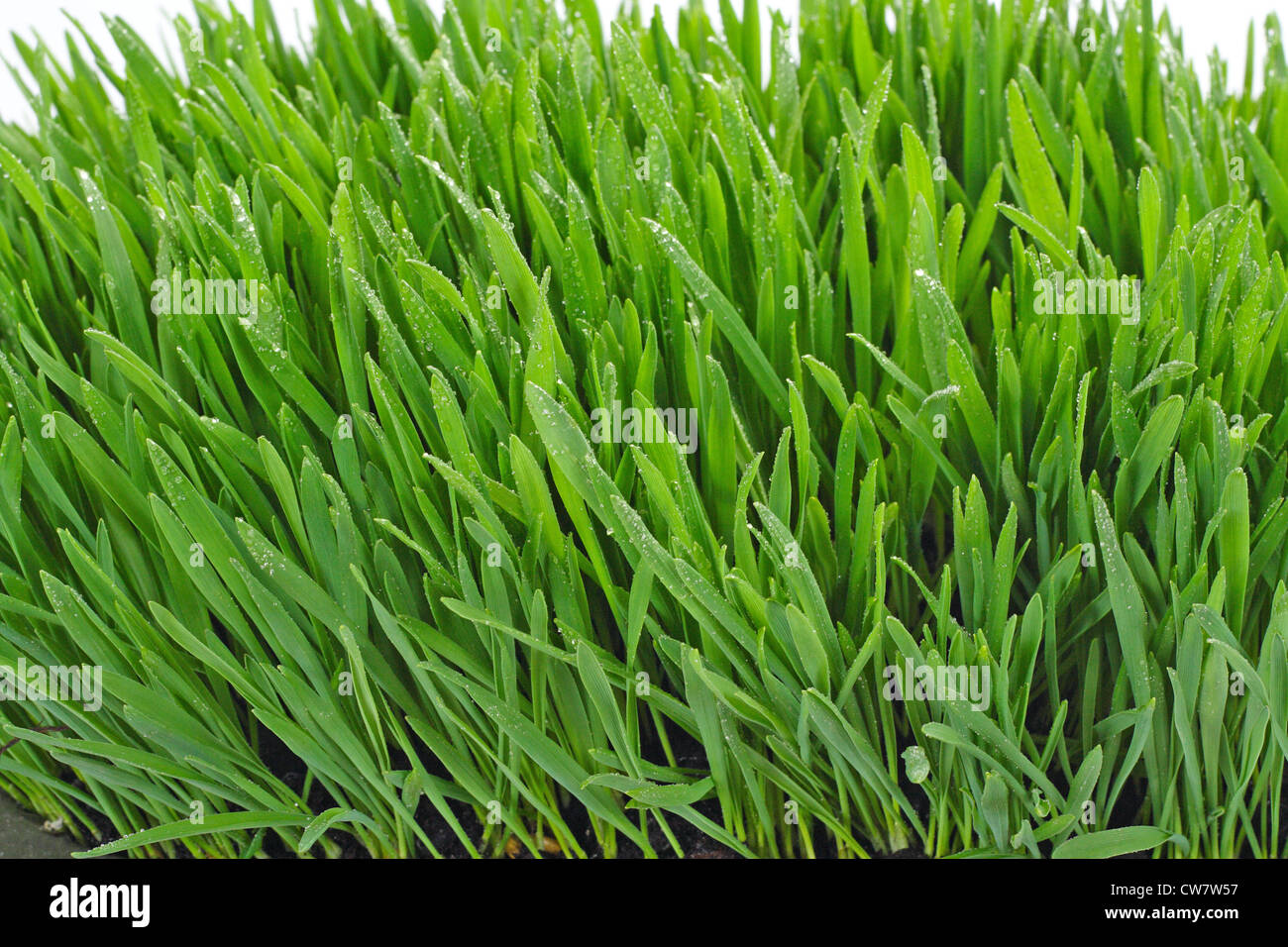Long blades of green wheat grass in eary Spring Stock Photo - Alamy