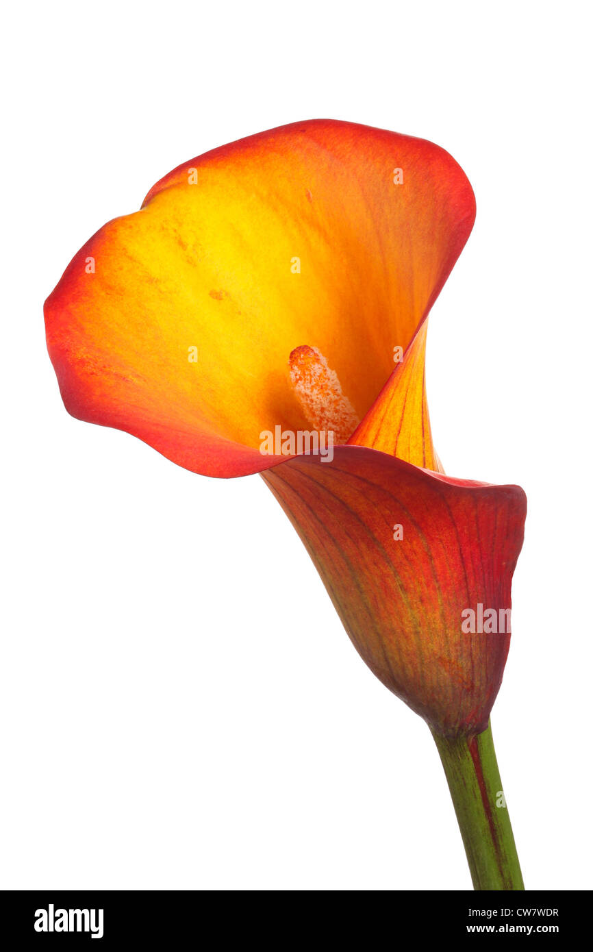 One beautiful white Calla lily in the garden in natural condition in ...