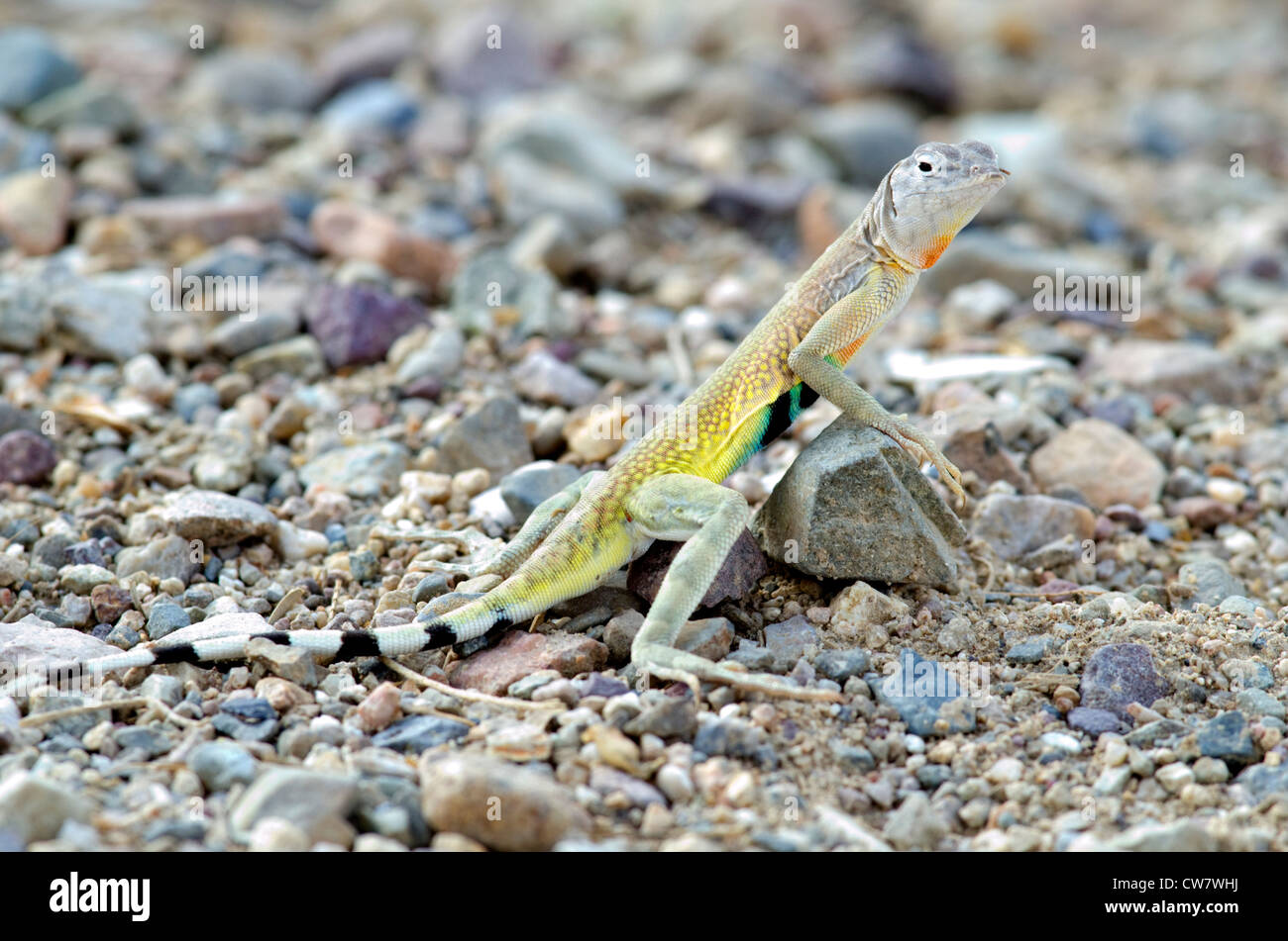 Eastern Zebra-tailed Lizard, (Callisaurus draconoides ventralis ...