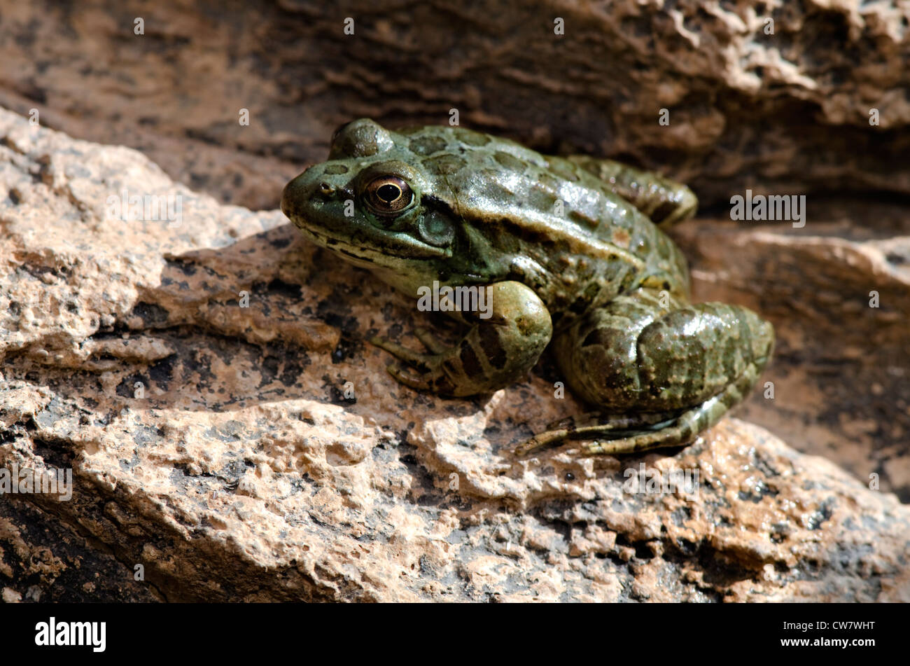 Lowland Leopard Frog, (Lithobates yavapaiensis), captive at the Arizona ...