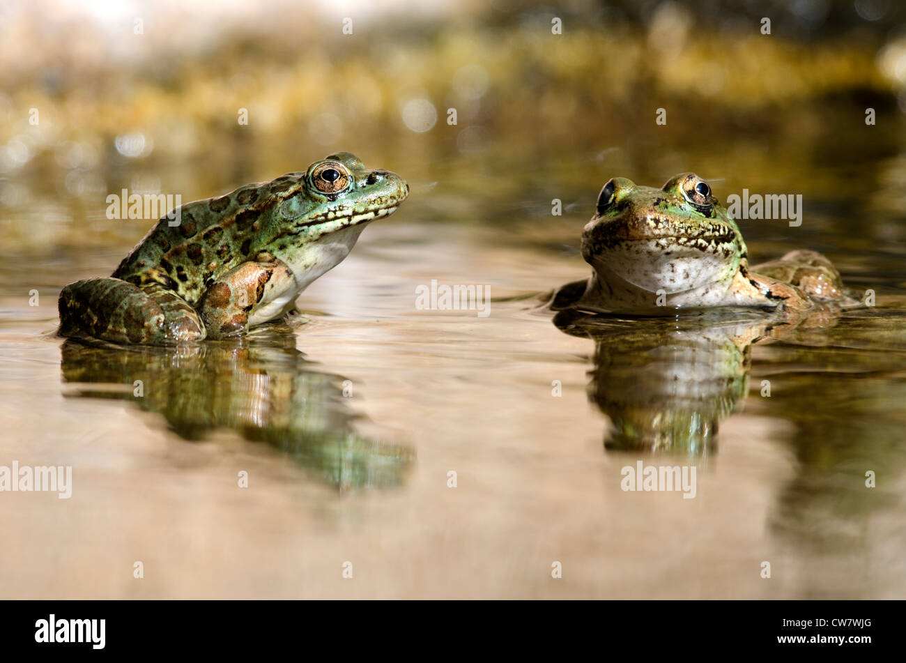 Lowland Leopard Frog, (Lithobates yavapaiensis), captive at the Arizona ...