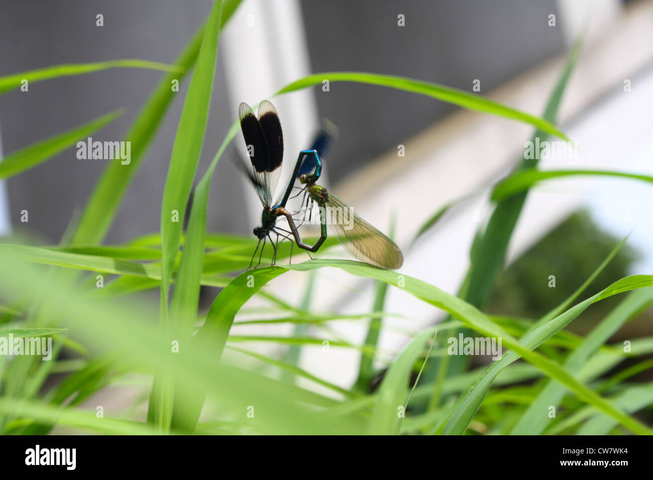 Two dragonflies in the grass with a bridge behind Stock Photo - Alamy