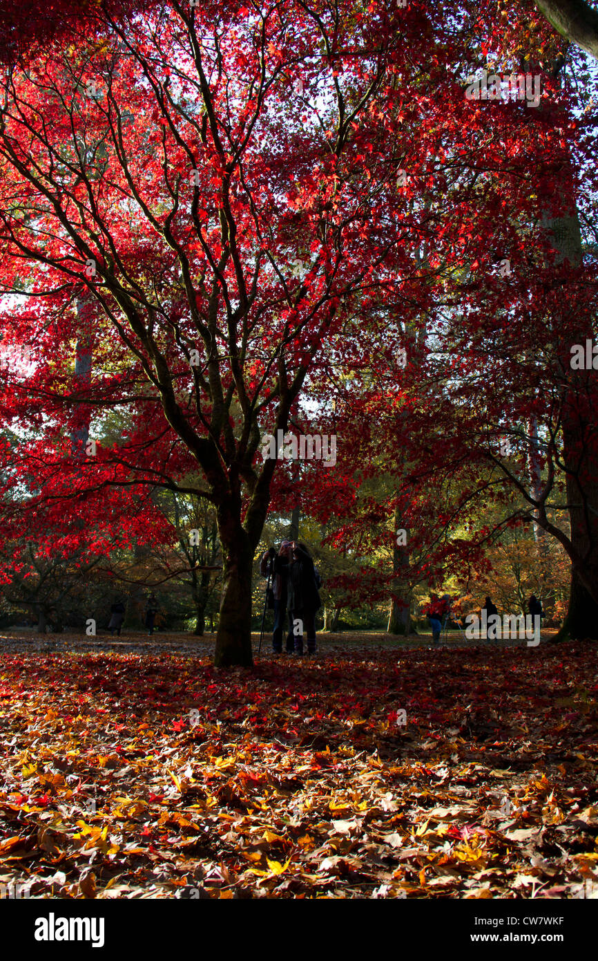 Westonbirt arboretum gloucestershire acer hi-res stock photography and ...