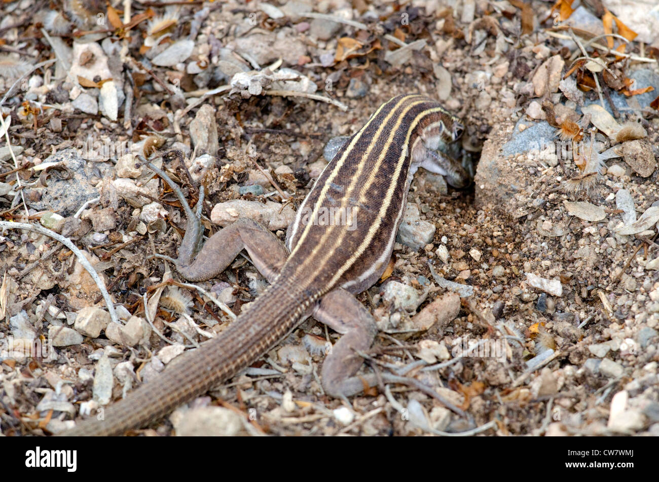 Sonoran Spotted Whiptail, (Aspidoscelis sonorae), foraging. Arizona ...