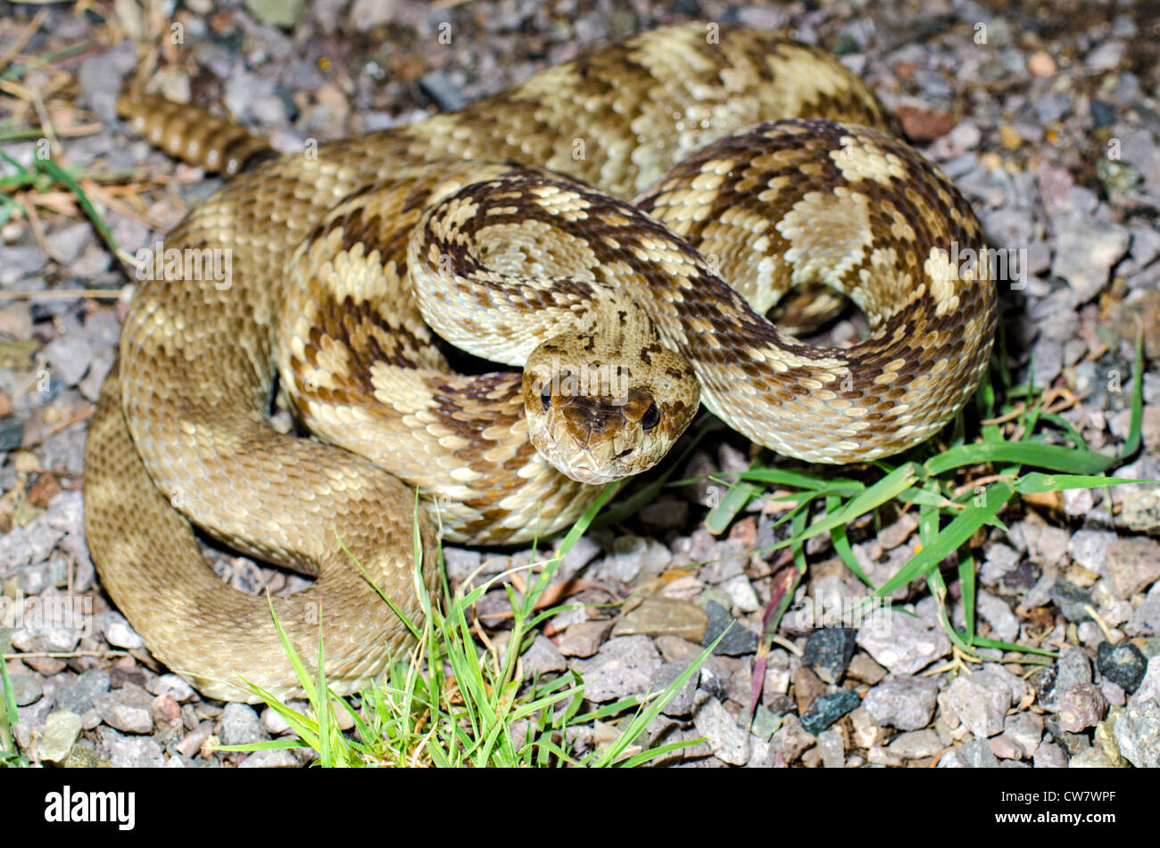 Crotalus Molossus
