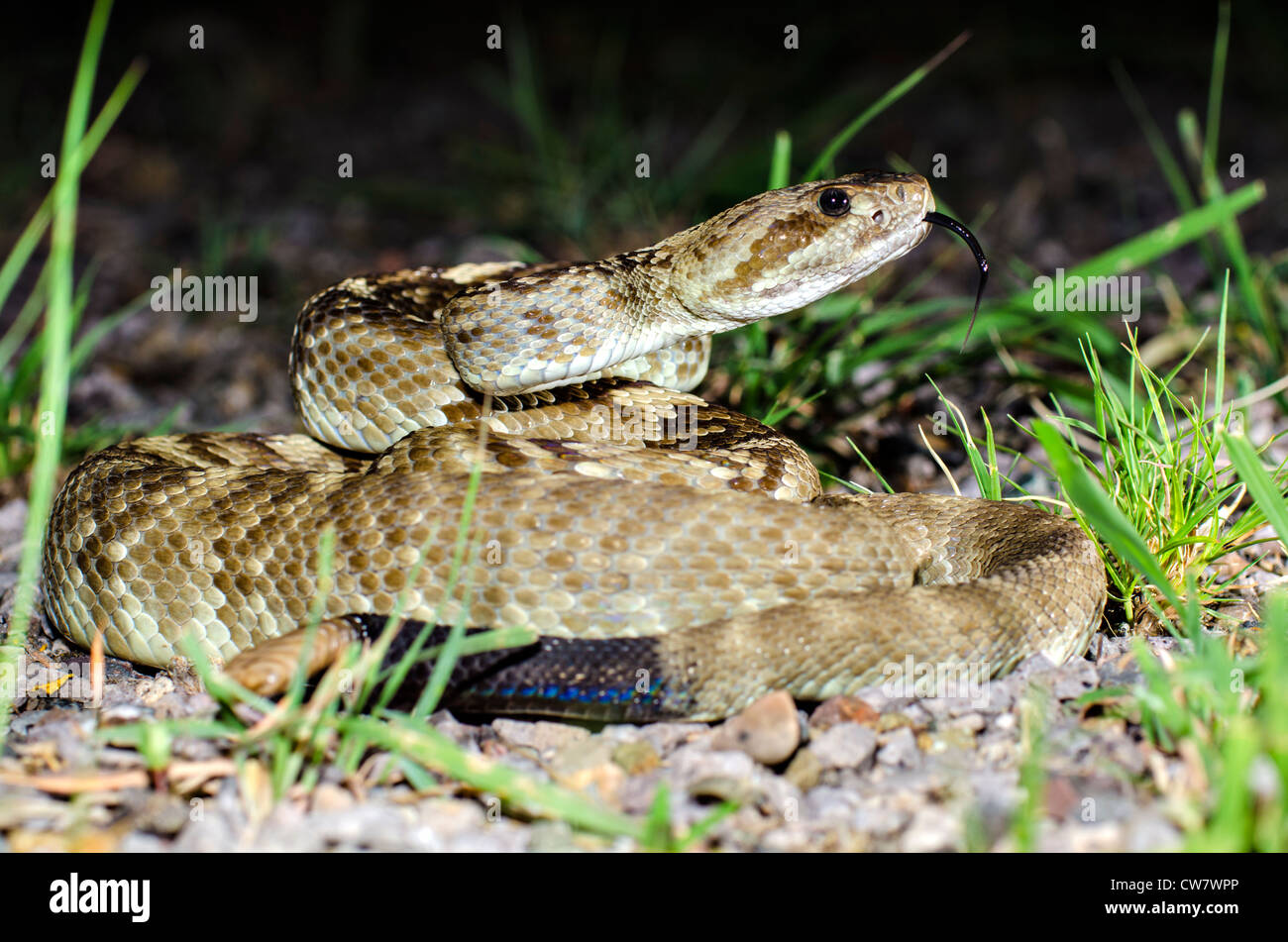 Black Tailed Rattlesnake Eating