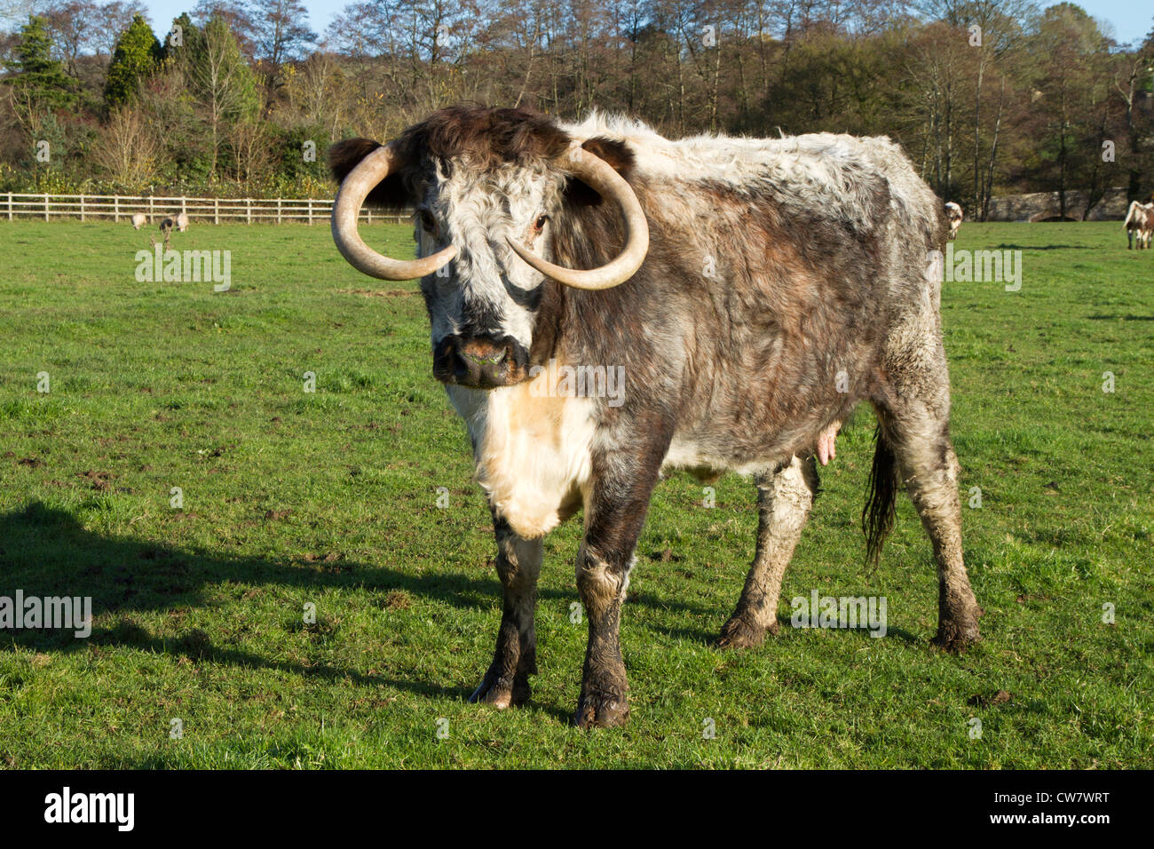 Vaca cow hi-res stock photography and images - Alamy