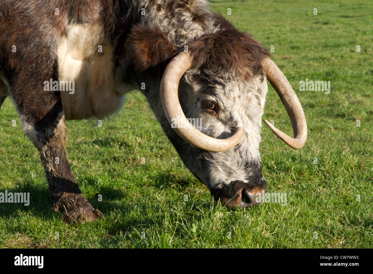 Longhorn eating hi-res stock photography and images - Alamy