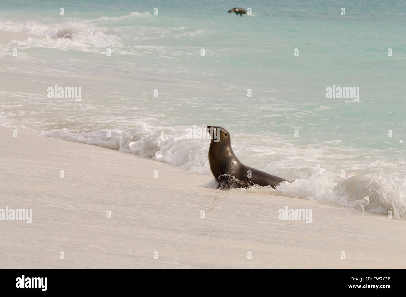 Ecuador, Galapagos, Espanola Island (aka Hood Island), Gardner Bay ...