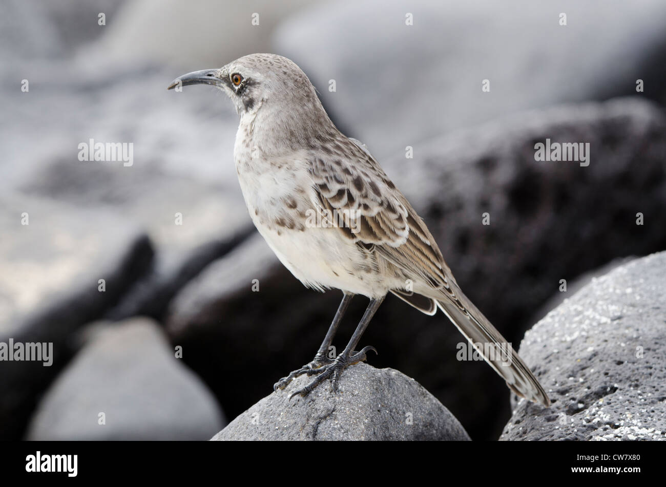 Ecuador, Galapagos, Espanola Island (aka Hood Island), Gardner Bay ...