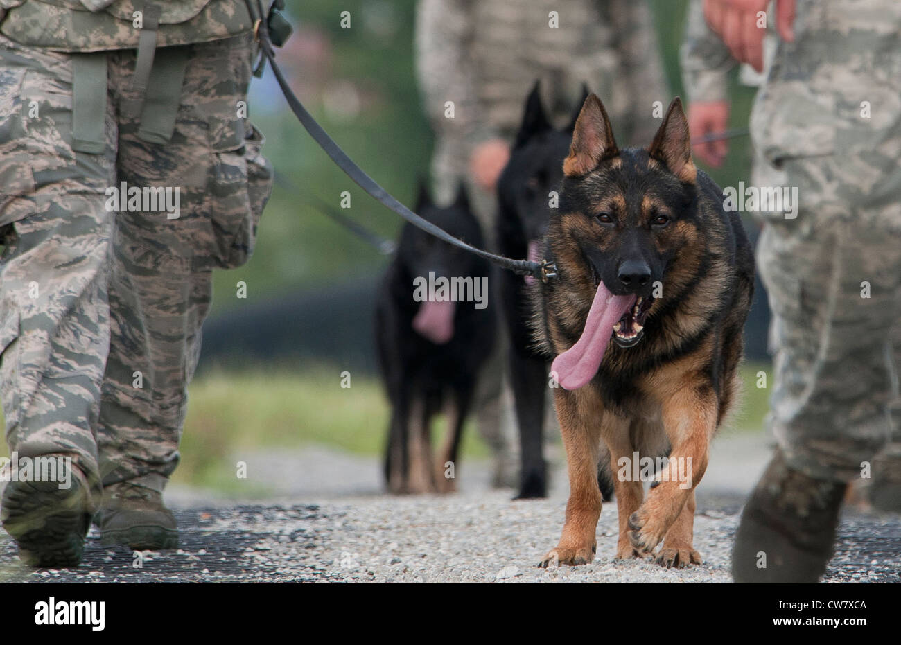 Military working dogs hi-res stock photography and images - Alamy