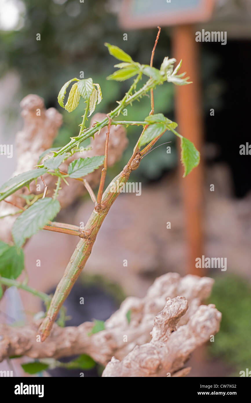 Phasmatoptera hi-res stock photography and images - Alamy