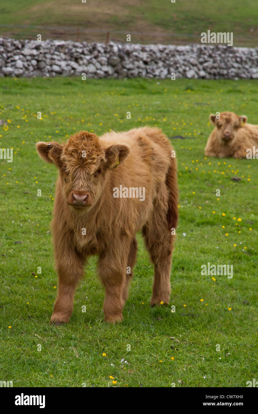 Highland calves hi-res stock photography and images - Alamy
