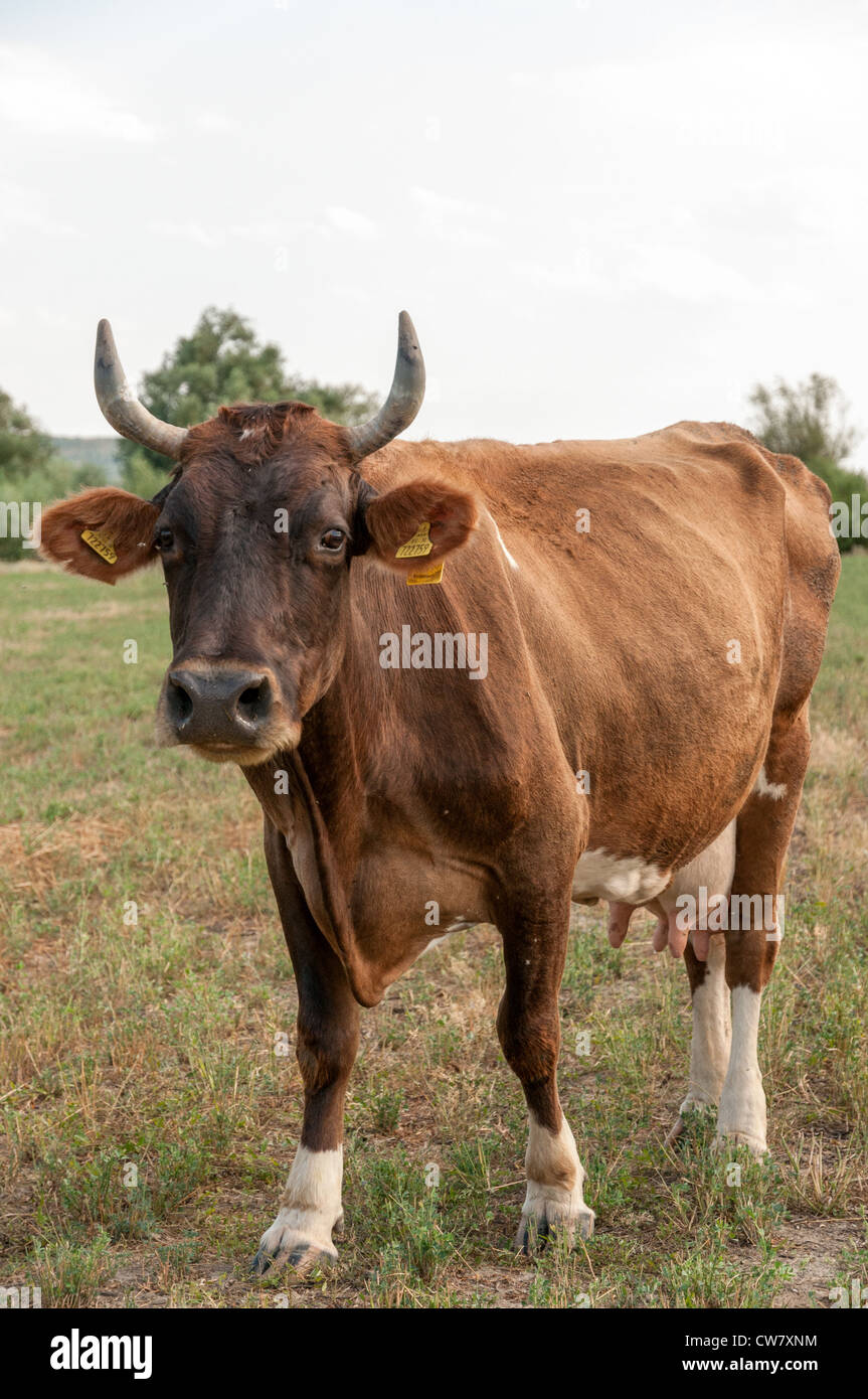 Dairy cow standing alone hi-res stock photography and images - Alamy