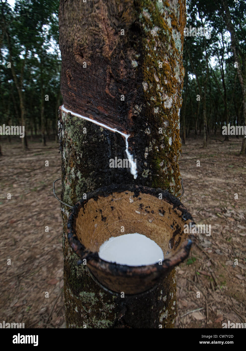 Rubber tree plantation Stock Photo - Alamy