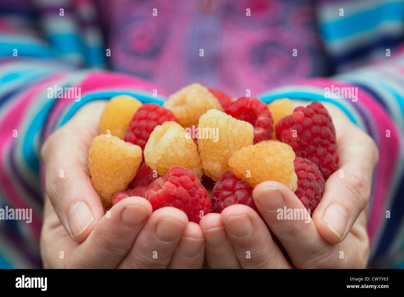 Picked Raspberries in a womans hands Stock Photo - Alamy