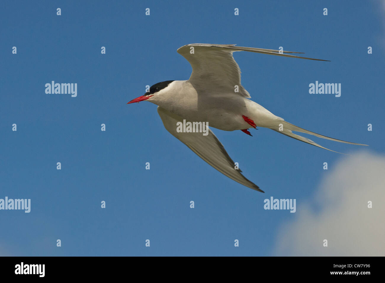 An Arctic Tern flying Stock Photo - Alamy