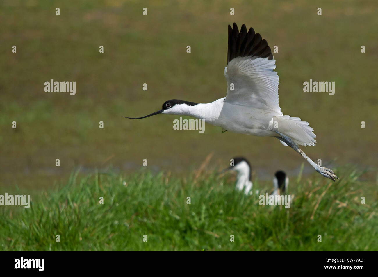 An Avocet flying Stock Photo - Alamy