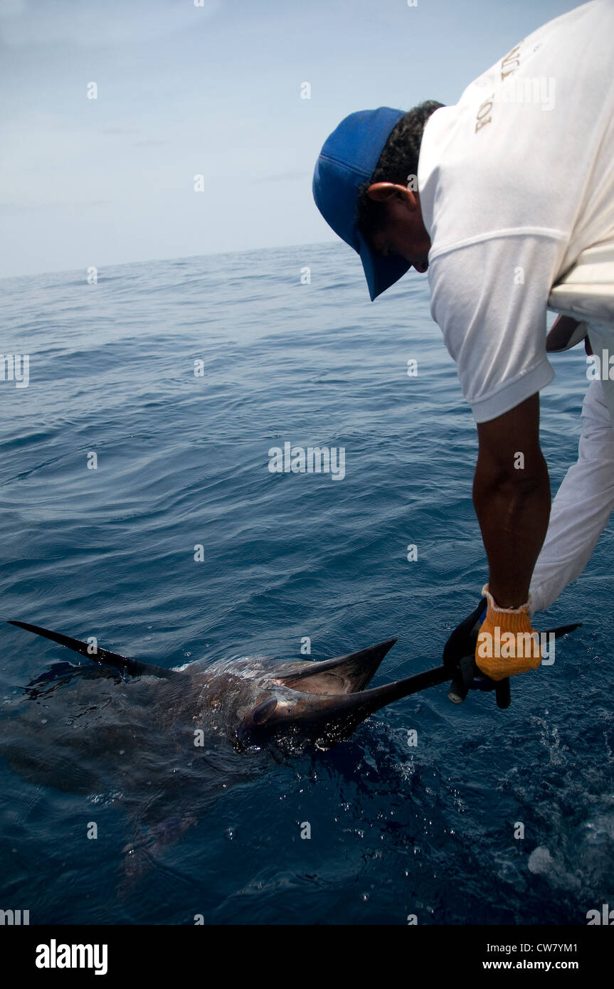 Black marlin fish hi-res stock photography and images - Alamy