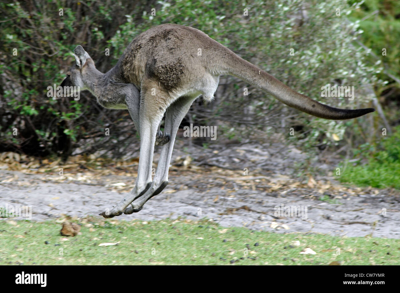 Kangaroo in Yanchep National Park, Perth, Western Australia Stock Photo ...