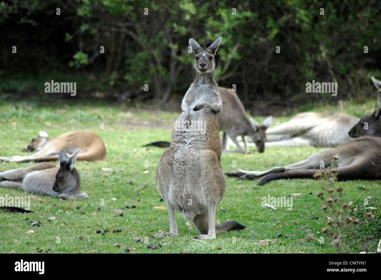 Kangaroo in Yanchep National Park, Perth, Western Australia Stock Photo ...