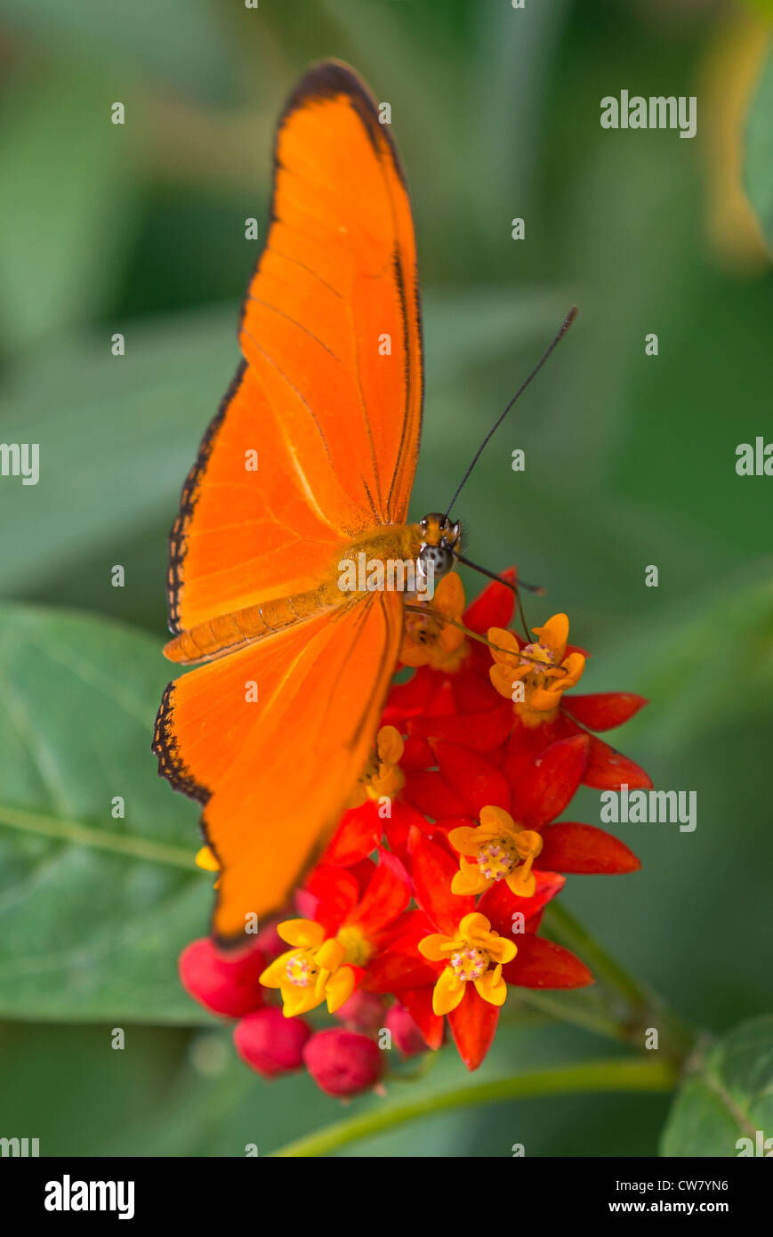 A Flame butterfly at rest Stock Photo - Alamy