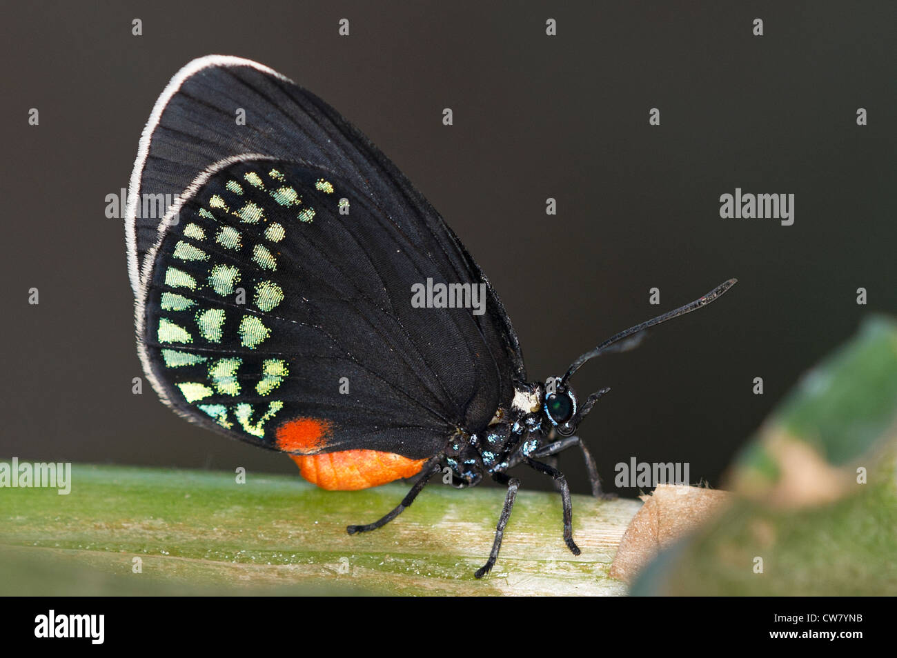 Atala hairstreak hi-res stock photography and images - Alamy Atala hairstreak hi-res stock photography and images - Alamy